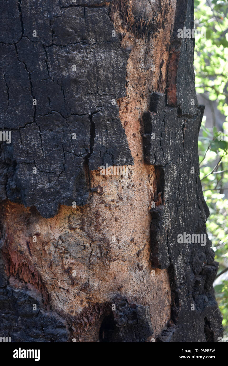 A tree with scorched and charred tree bark in California Stock Photo ...