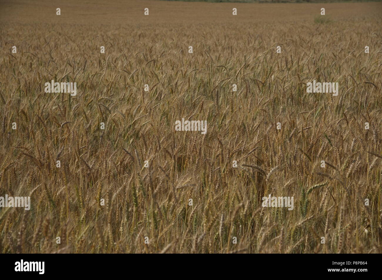 Rash field hi-res stock photography and images - Alamy