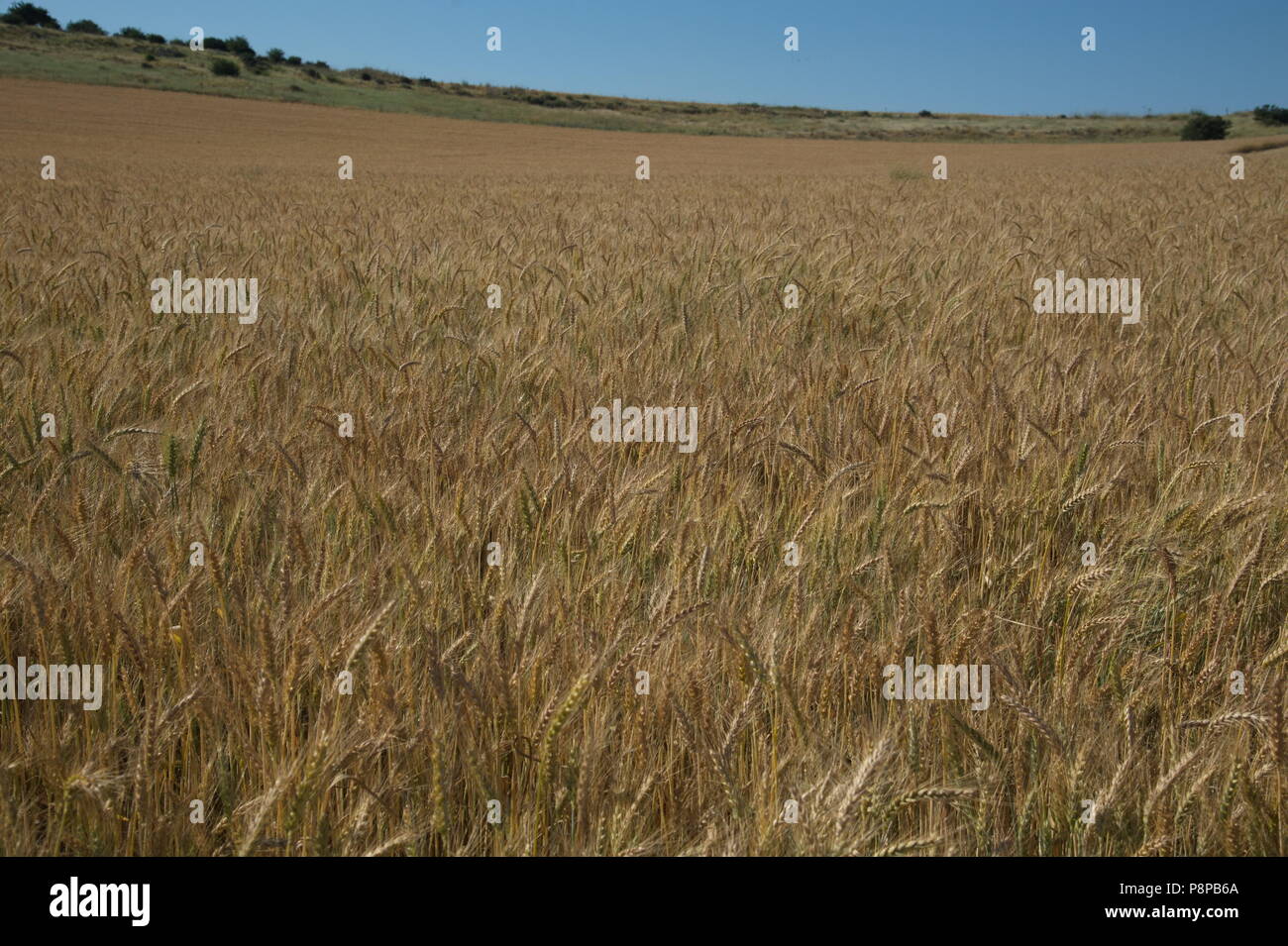 Strain of wheat hi-res stock photography and images - Alamy