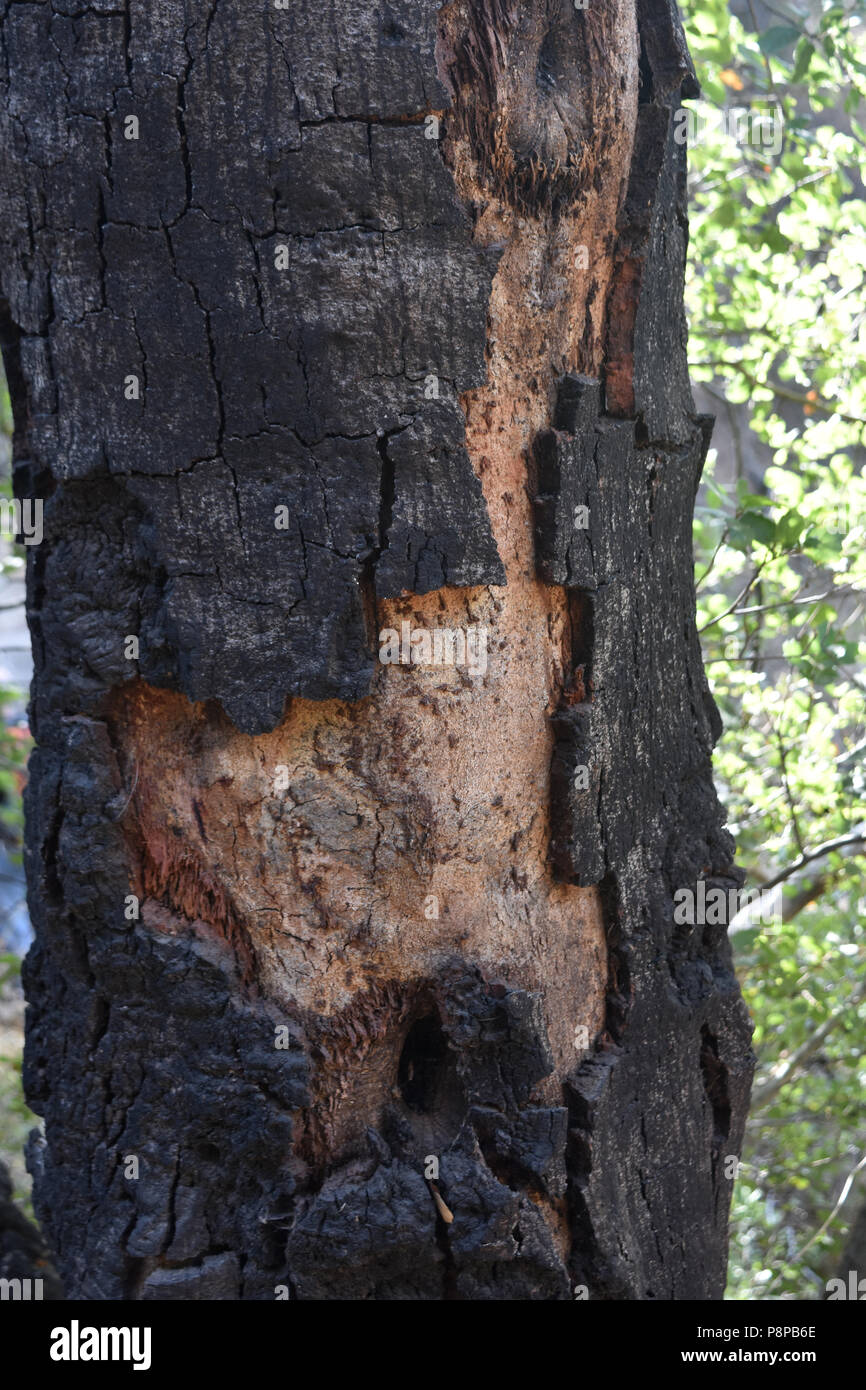California with a scorched and charred bark on a tree Stock Photo - Alamy