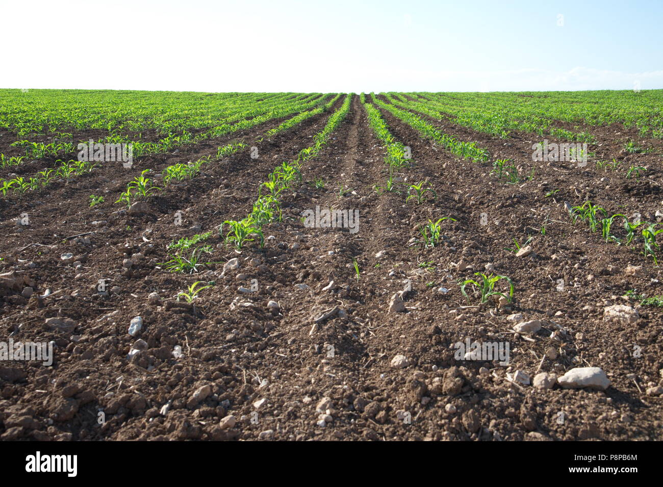 agriculture field in farm, middle east Stock Photo - Alamy
