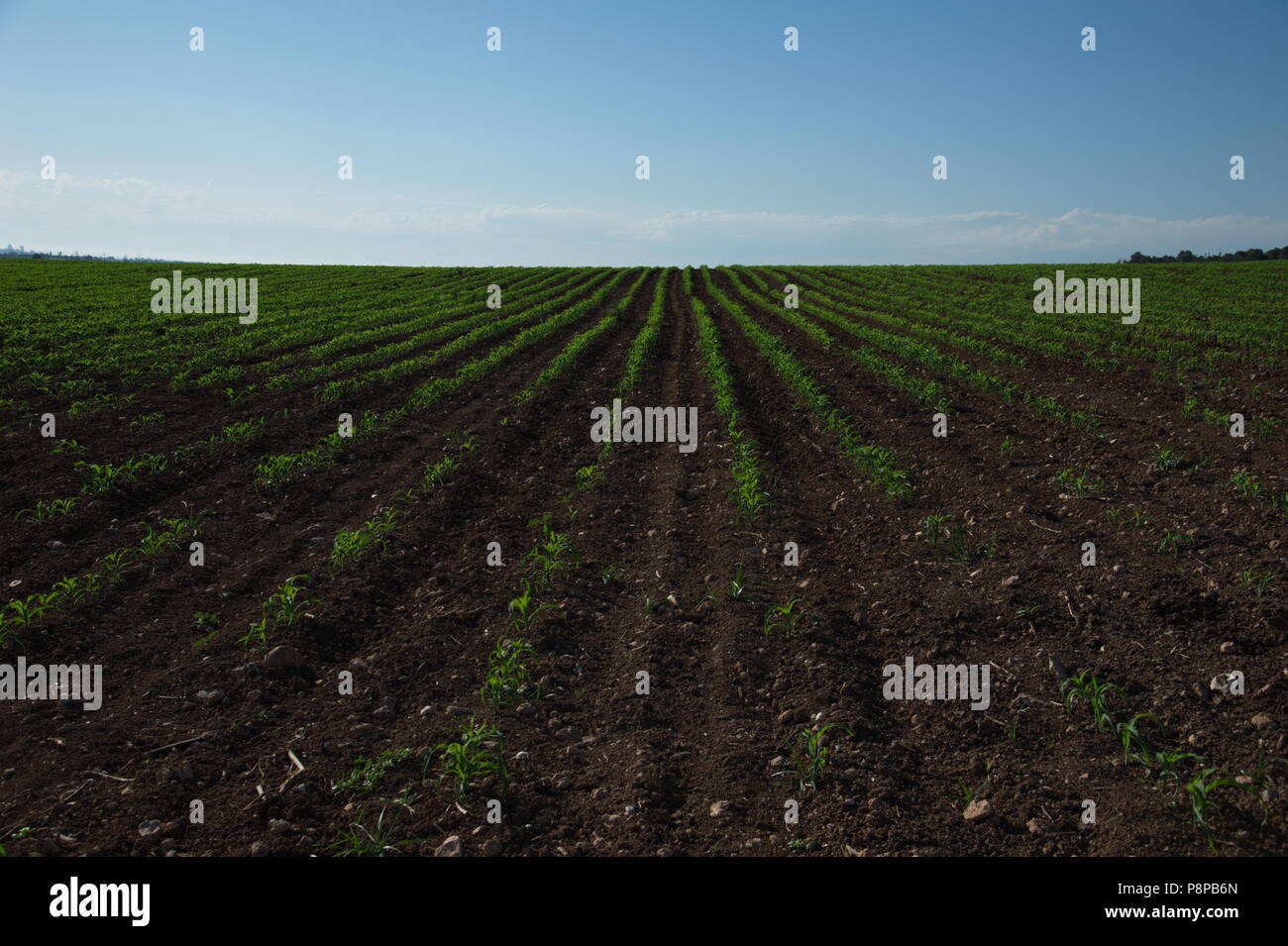 agriculture field in farm, middle east Stock Photo - Alamy