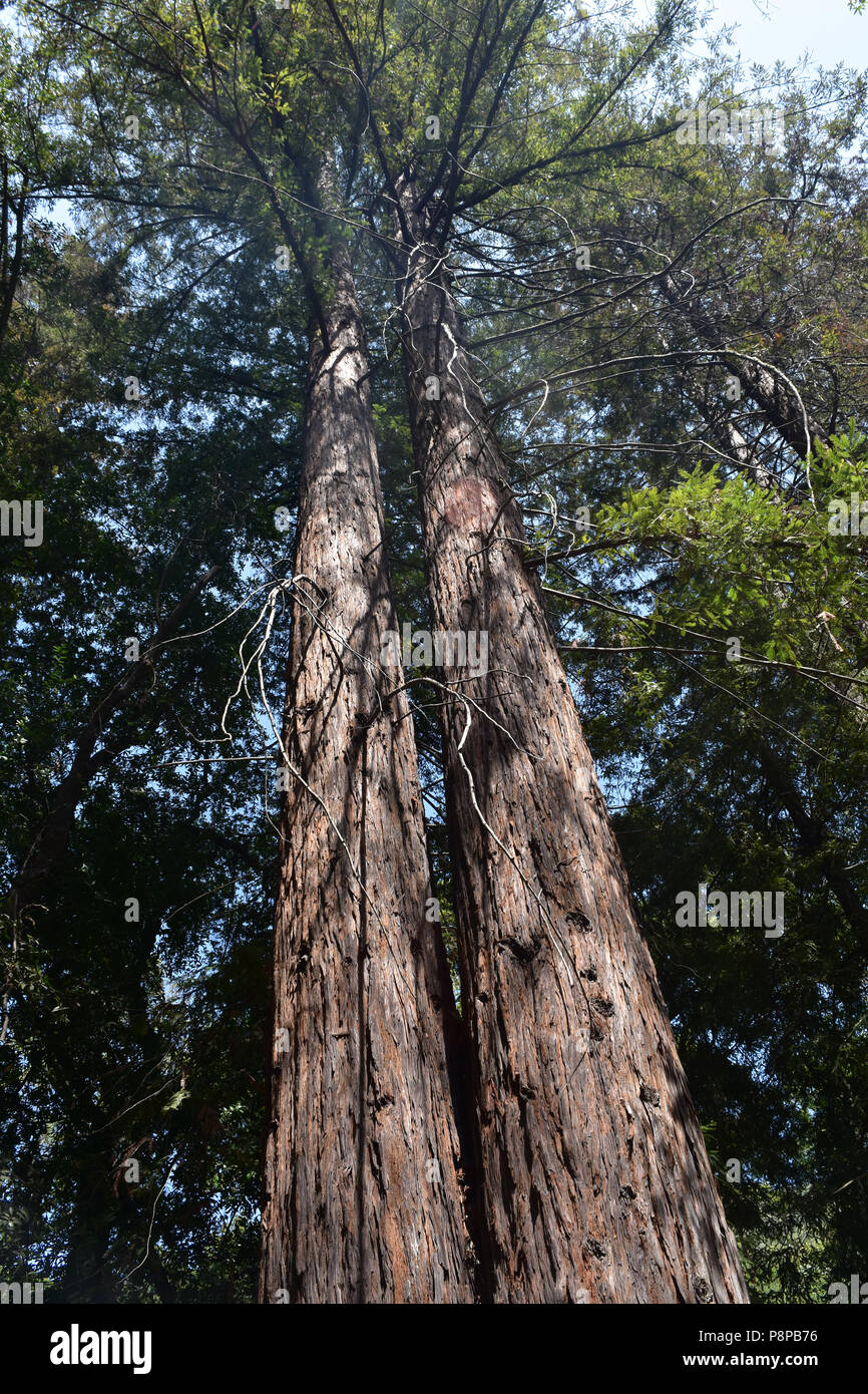 Pair of two tall towering redwood trees in California Stock Photo - Alamy