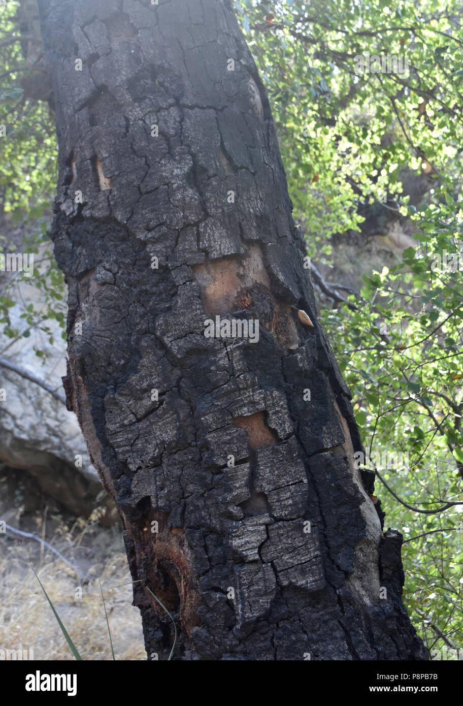 Scorched tree bark on a burnt tree in California after a wildfire Stock ...