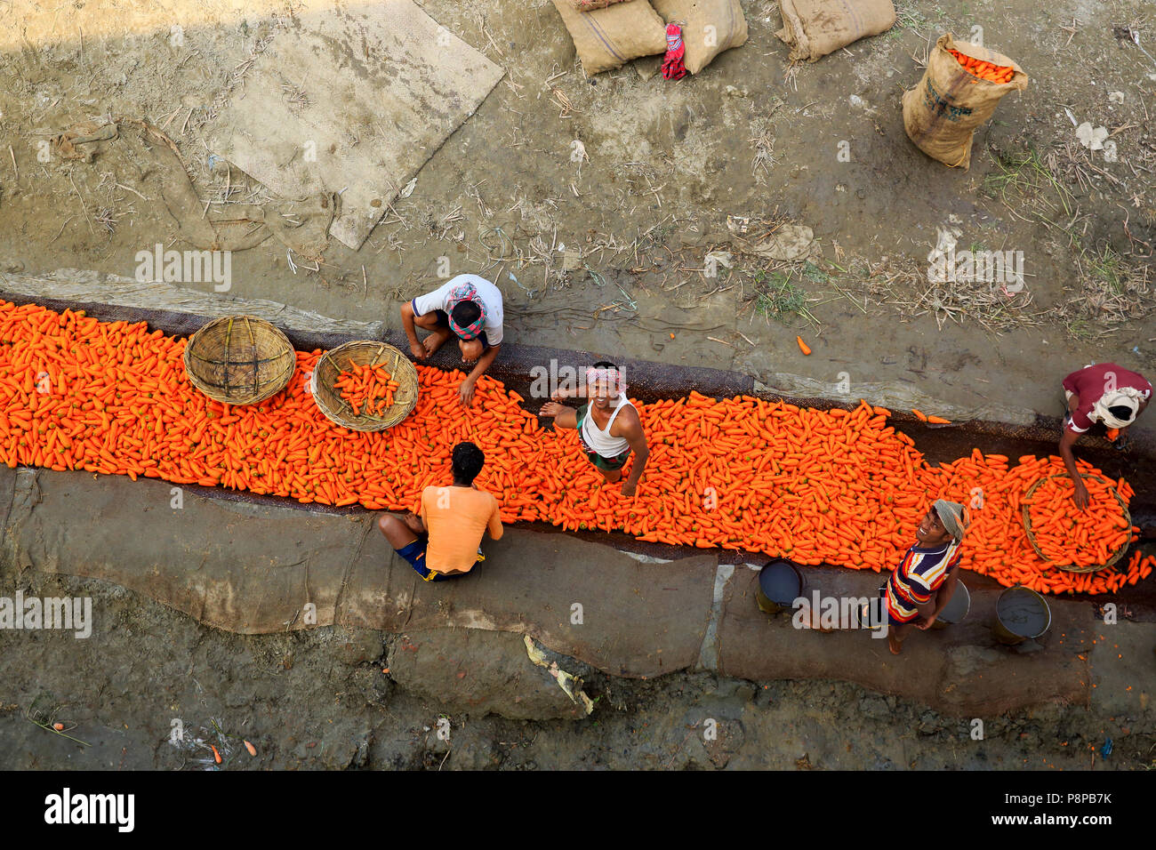 Cleaning carrots after harvesting from field. Manikganj, Bangladesh ...