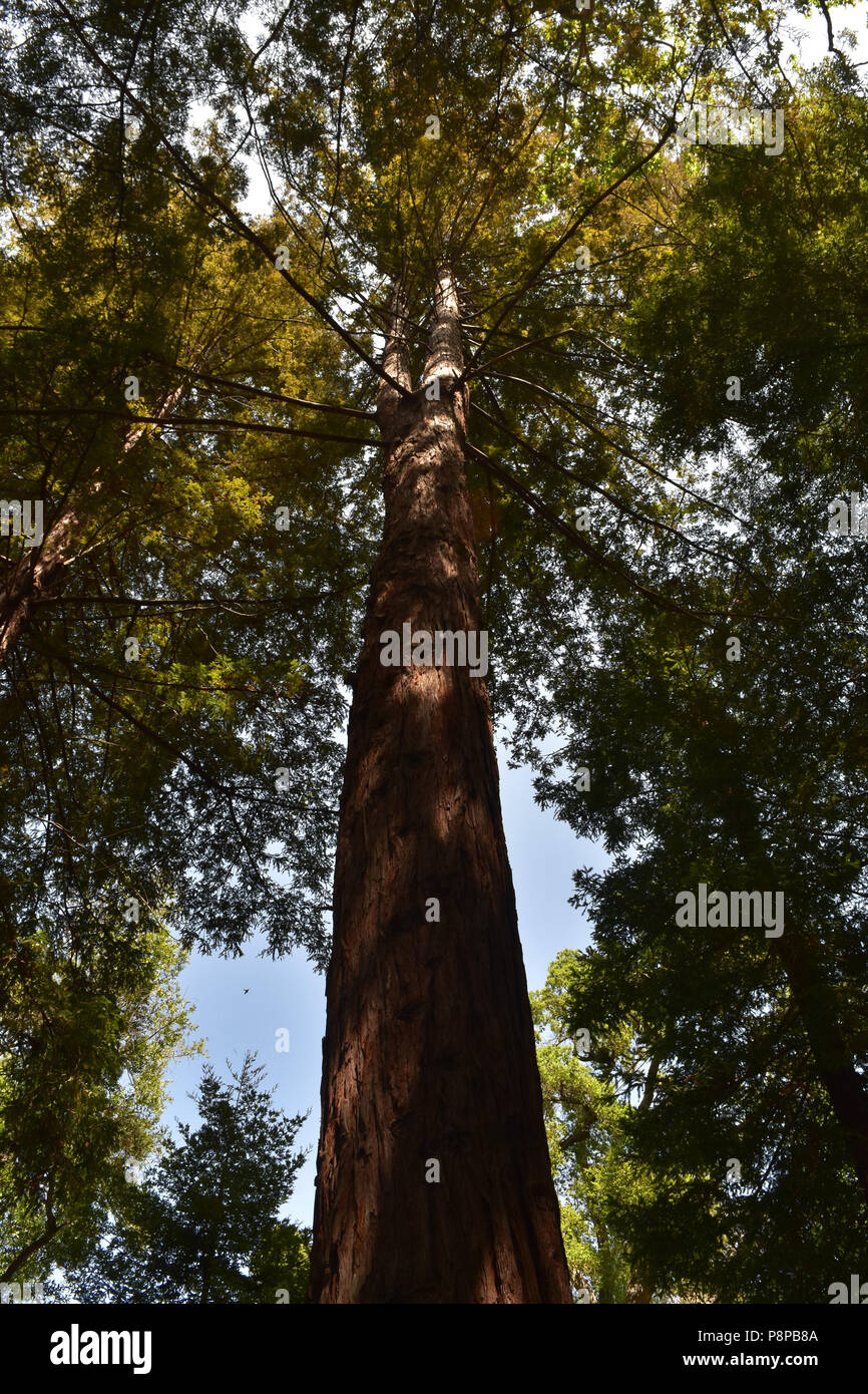 Sequoia sapling hi-res stock photography and images - Alamy