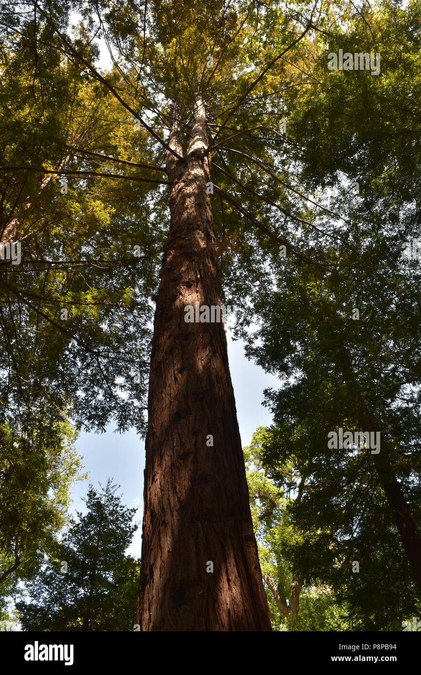 Very tall redwood tree a ground up perspective Stock Photo - Alamy