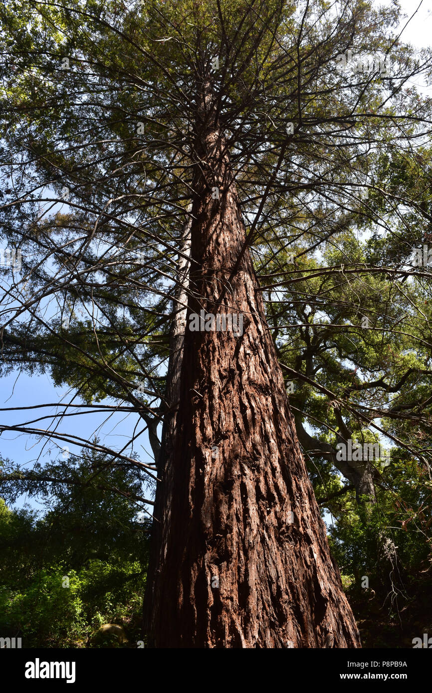Sequoia sapling hi-res stock photography and images - Alamy