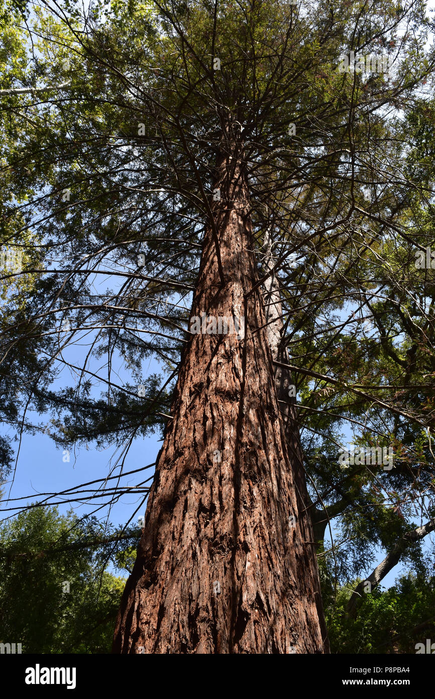 A look up the trunk of a redwood tree in California Stock Photo - Alamy