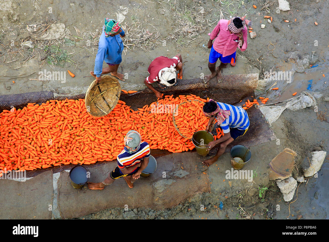 Cleaning carrots after harvesting from field. Manikganj, Bangladesh ...