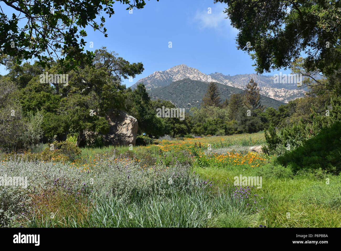 Lush landscape with wildflowers growing in a California meadow Stock ...