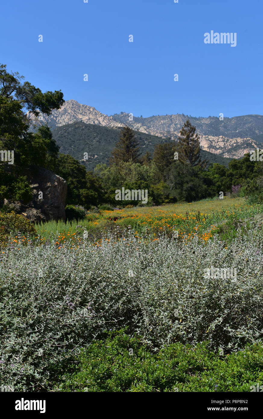 Beautiful wildflowers growing in a meadow in California Stock Photo - Alamy