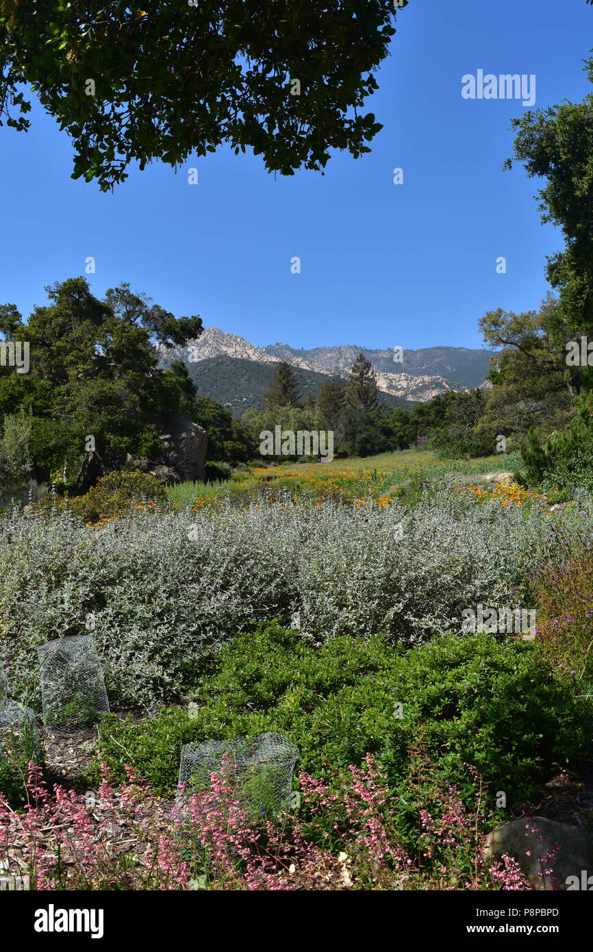 Beautiful California foothills with wildflowers growing in a meadow ...