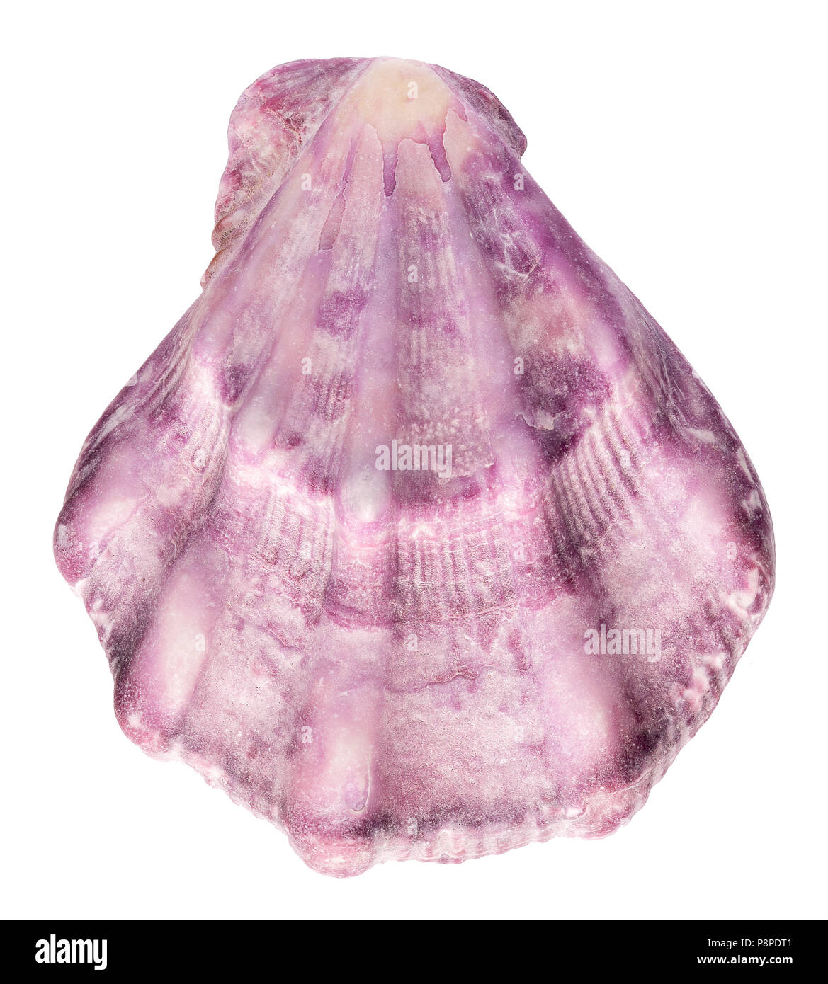 shell. sea mollusk Stock Photo - Alamy