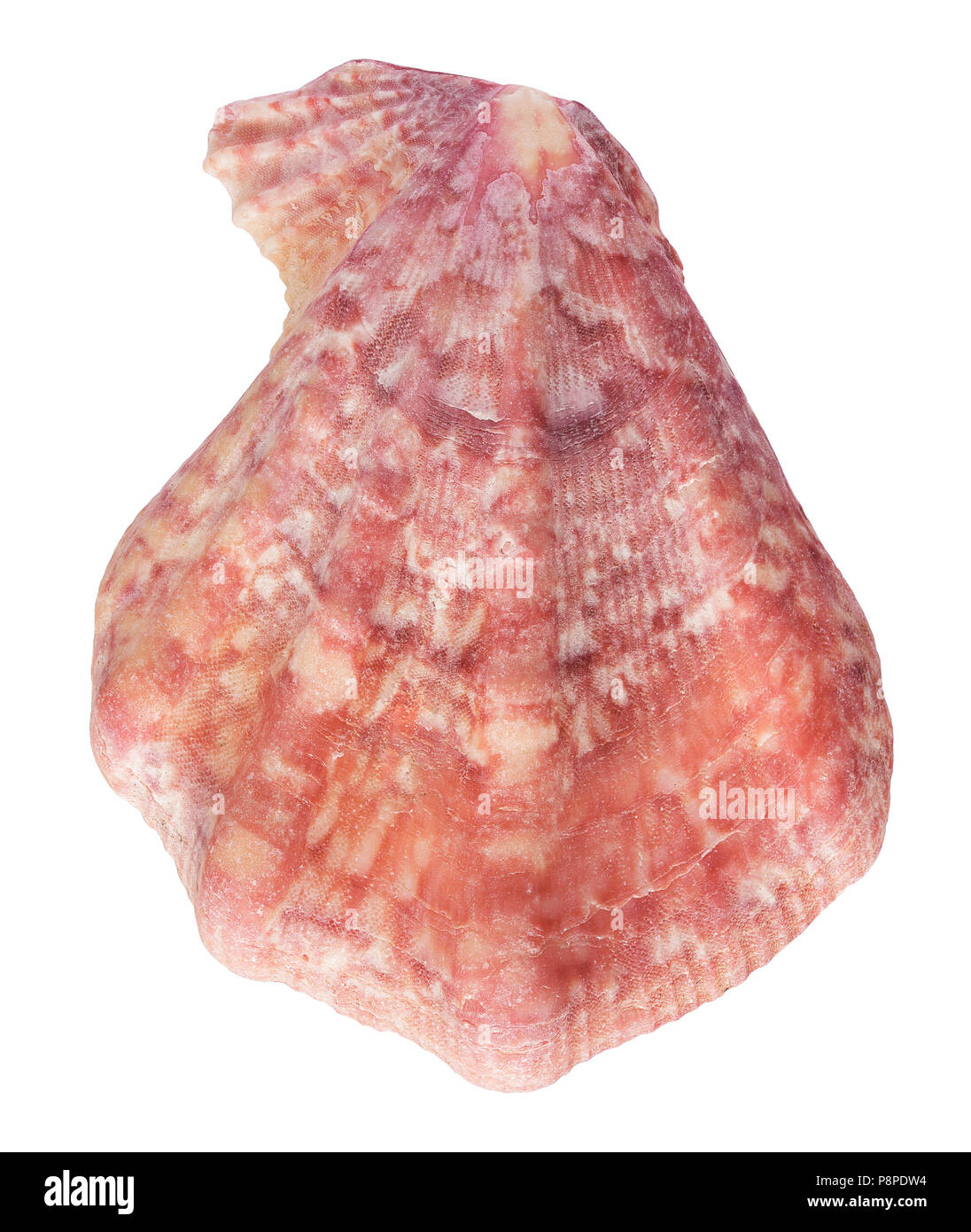 shell. sea mollusk Stock Photo - Alamy