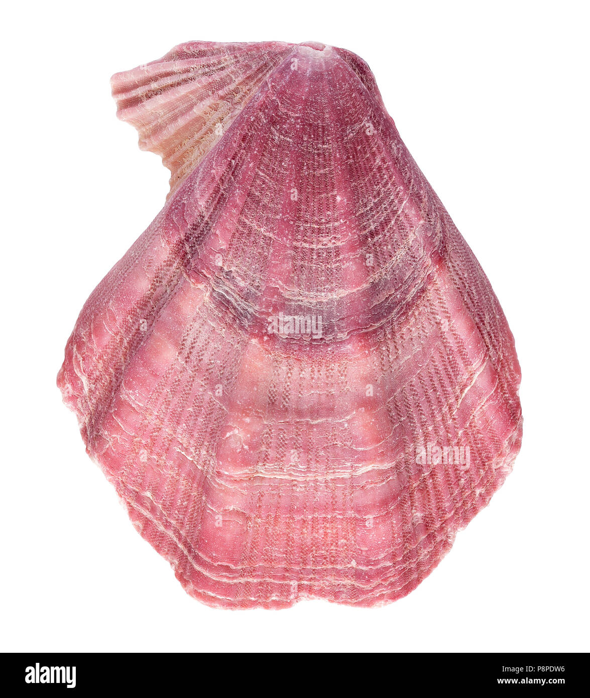 shell. sea mollusk Stock Photo - Alamy