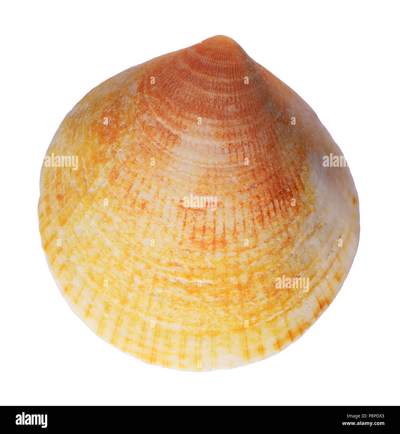 shell. sea mollusk Stock Photo - Alamy