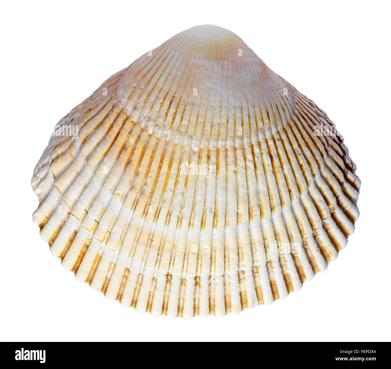 shell. sea mollusk Stock Photo - Alamy