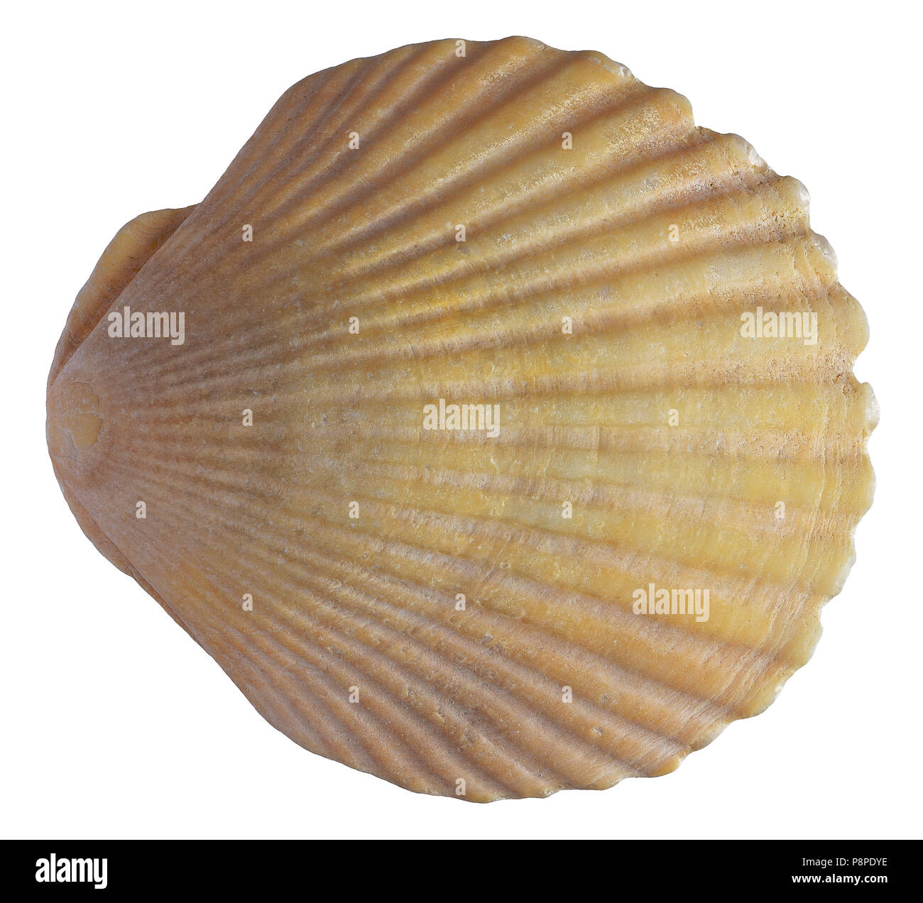shell. sea mollusk Stock Photo - Alamy
