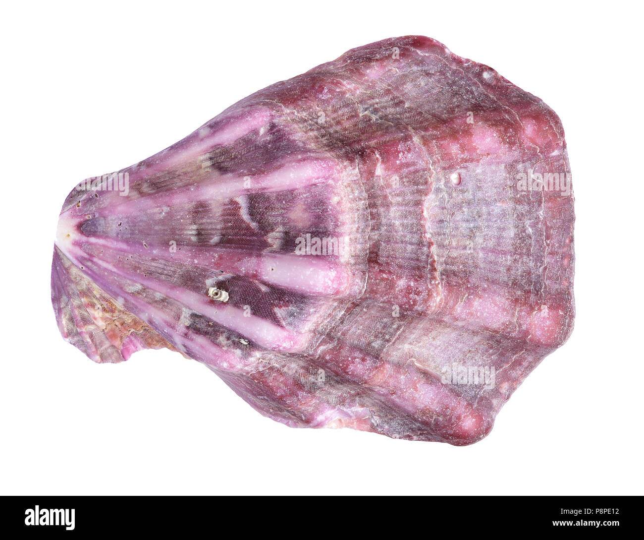 shell. sea mollusk Stock Photo - Alamy