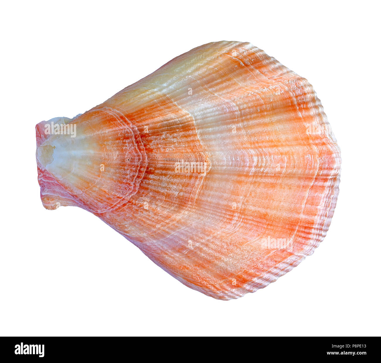 shell. sea mollusk Stock Photo - Alamy