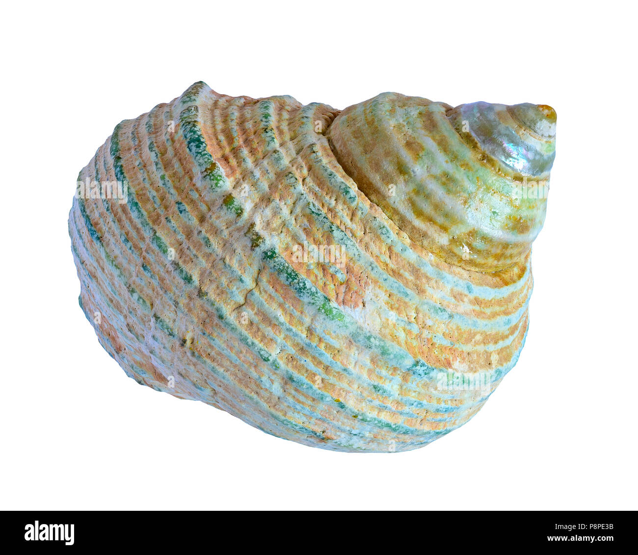 shell. sea mollusk Stock Photo - Alamy