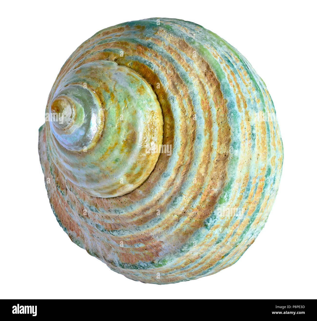 shell. sea mollusk Stock Photo - Alamy