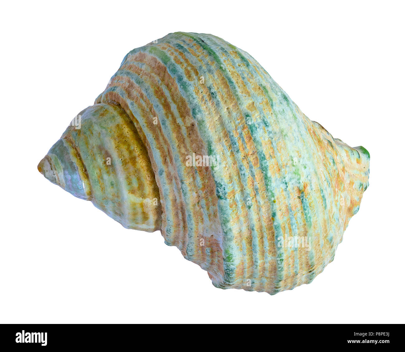 shell. sea mollusk Stock Photo - Alamy