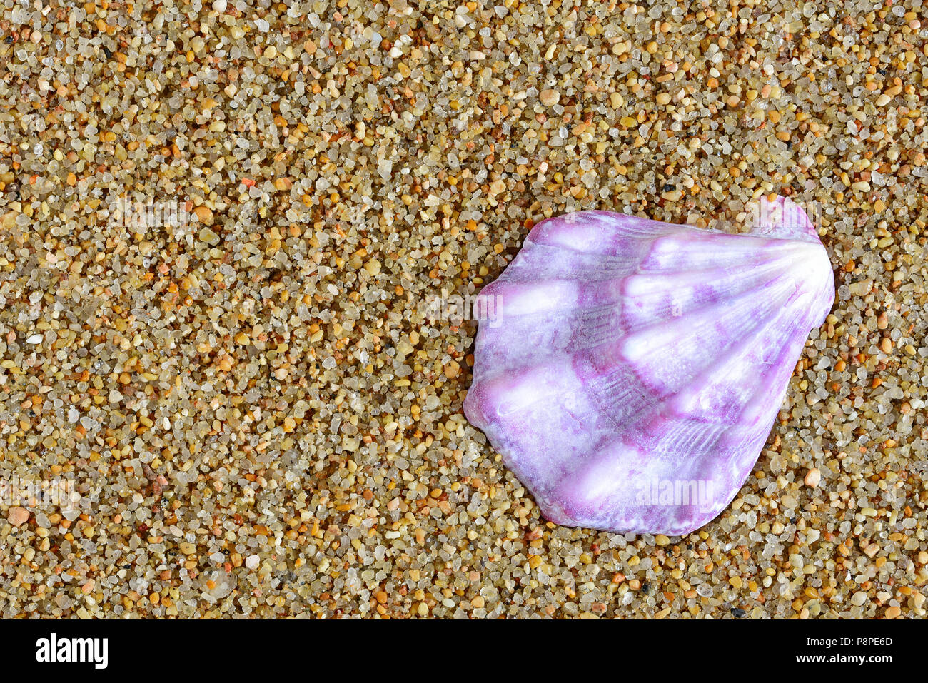 shell. sea mollusk Stock Photo - Alamy