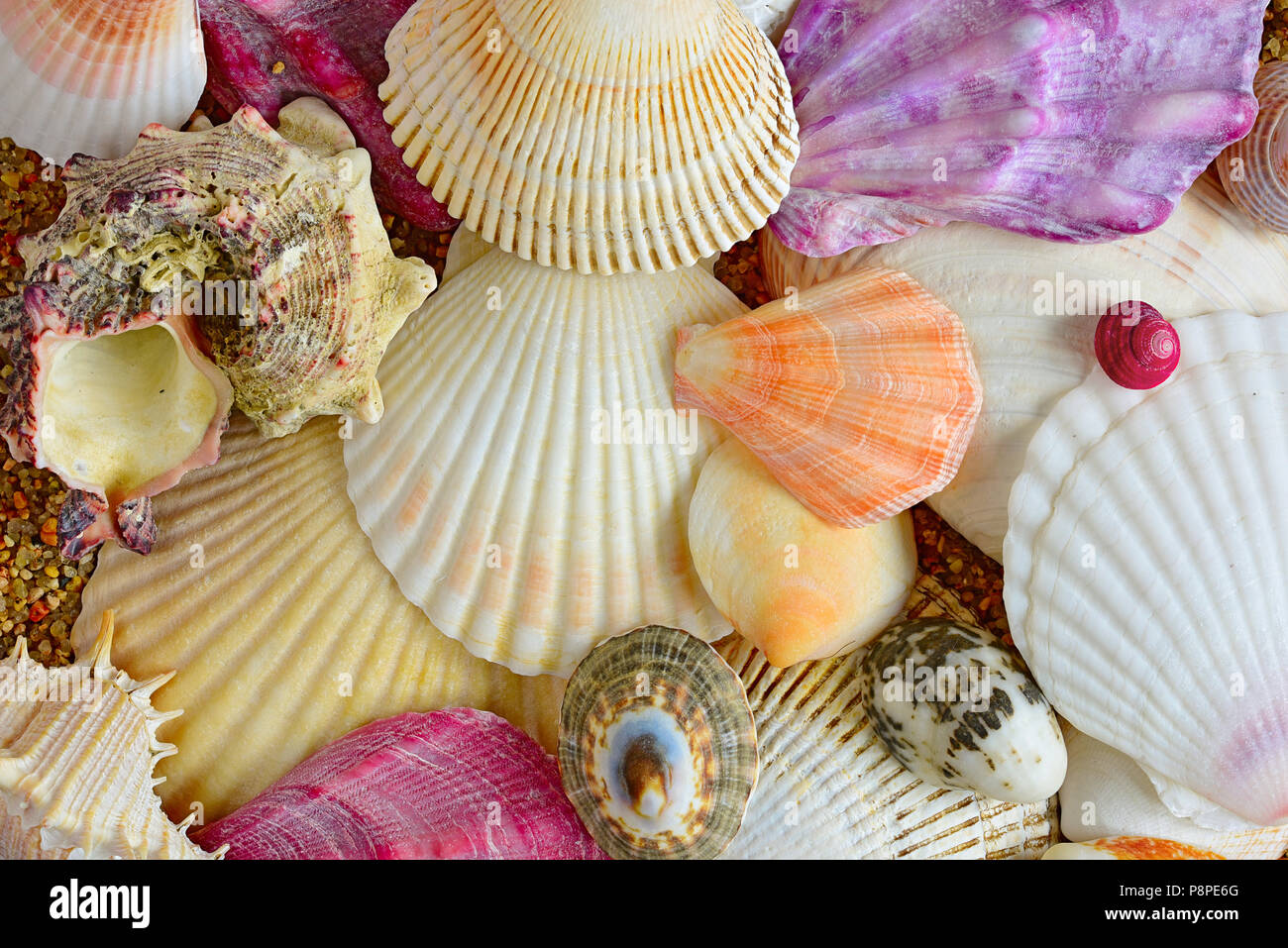 shell. sea mollusk Stock Photo - Alamy