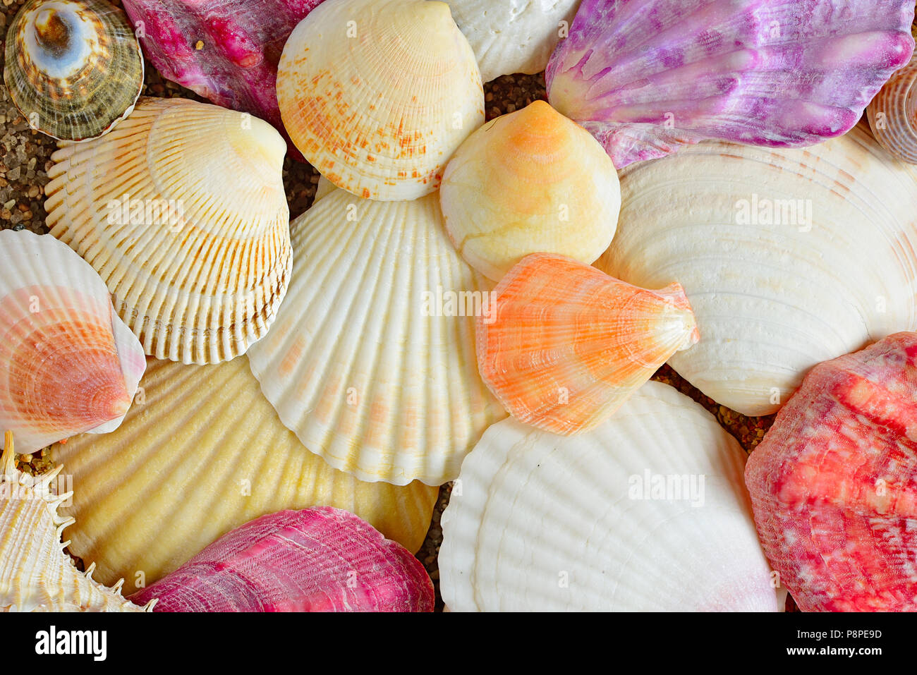 shell. sea mollusk Stock Photo - Alamy