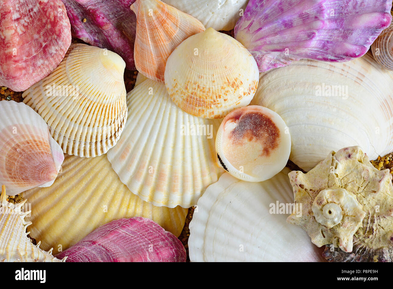 shell. sea mollusk Stock Photo - Alamy