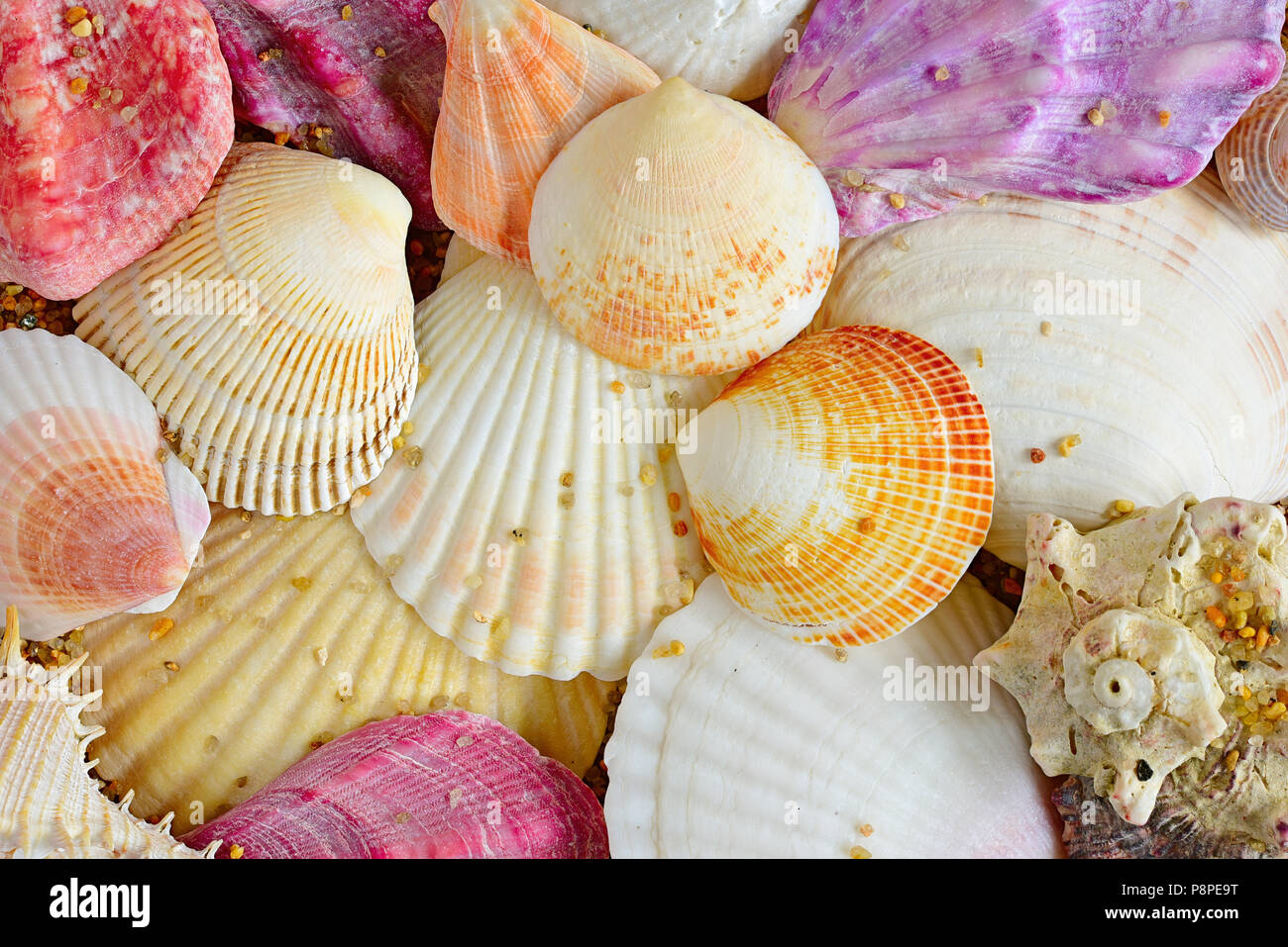 shell. sea mollusk Stock Photo - Alamy
