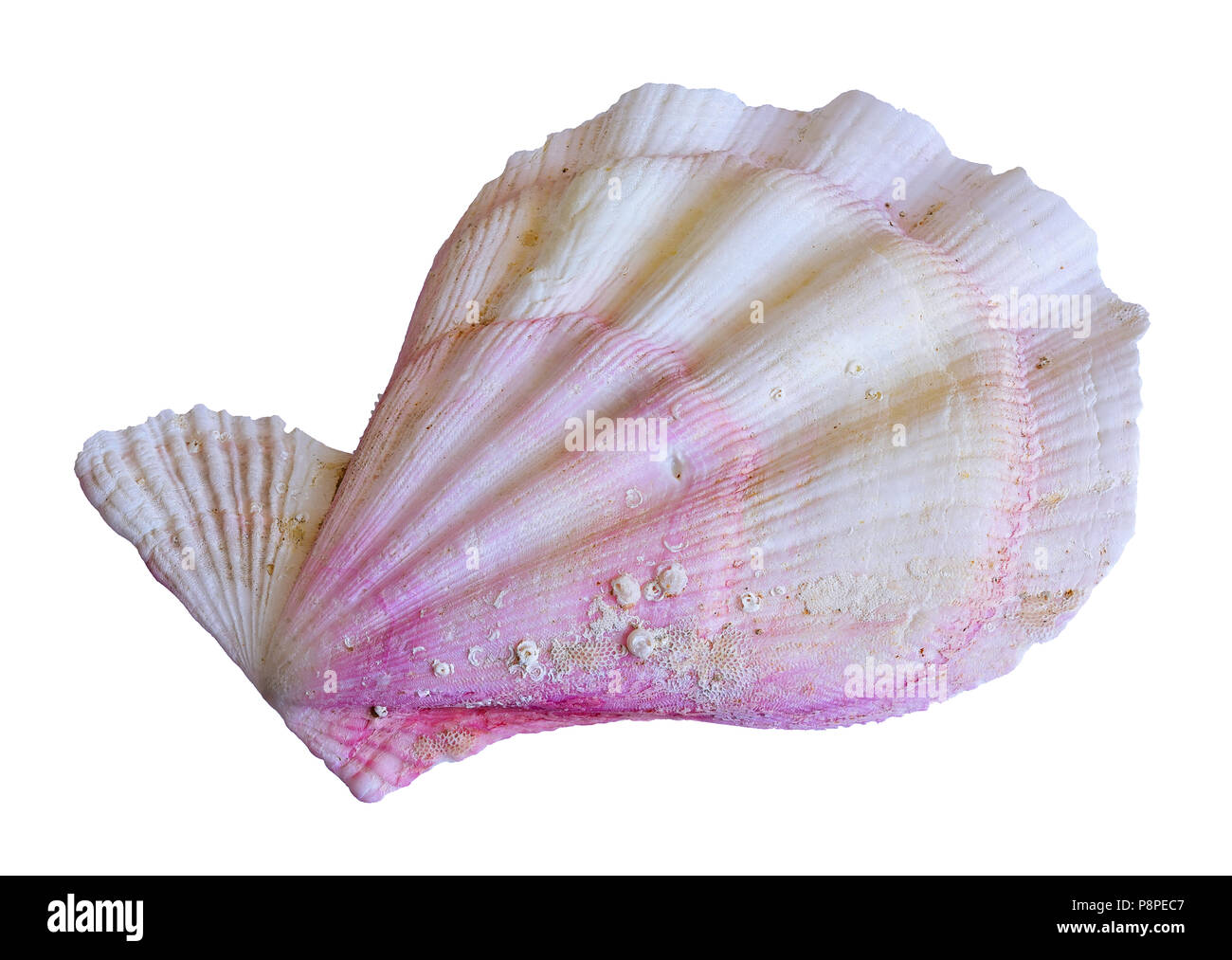 shell. sea mollusk Stock Photo - Alamy