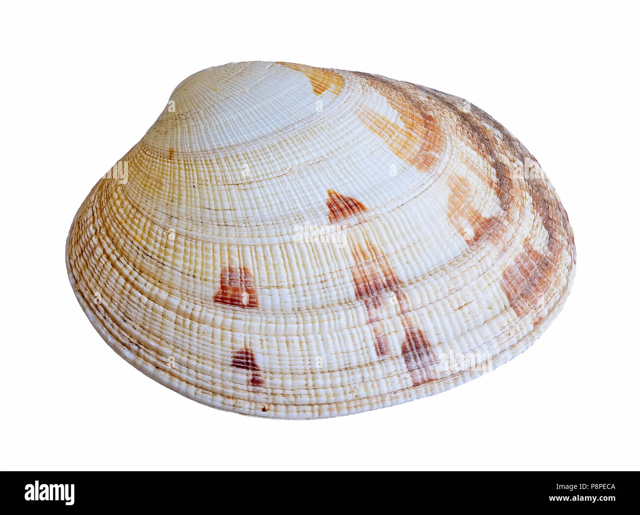shell. sea mollusk Stock Photo - Alamy