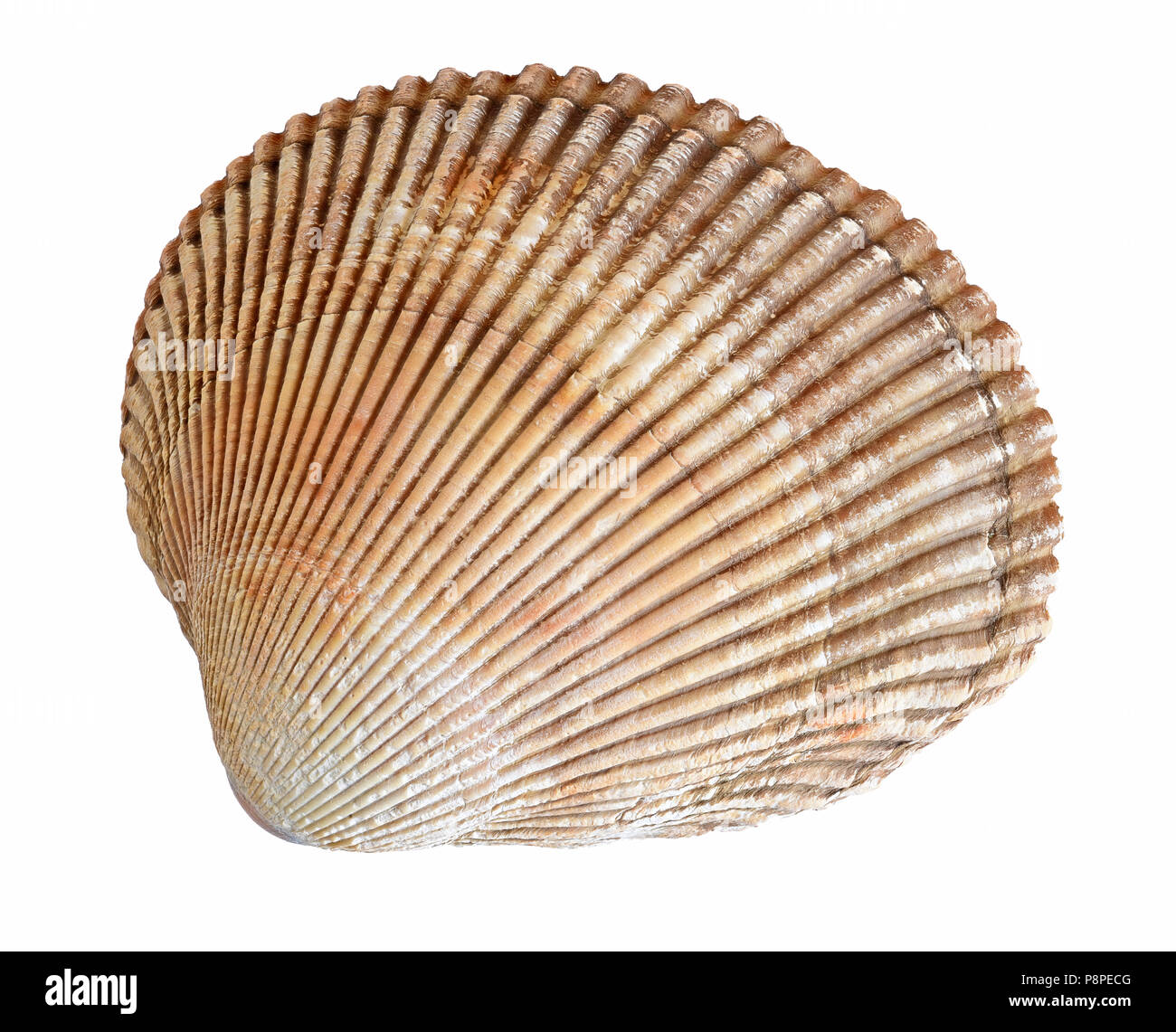 shell. sea mollusk Stock Photo - Alamy