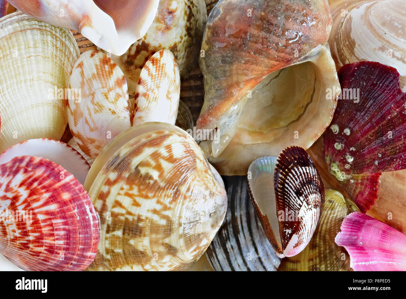 shell. sea mollusk Stock Photo - Alamy