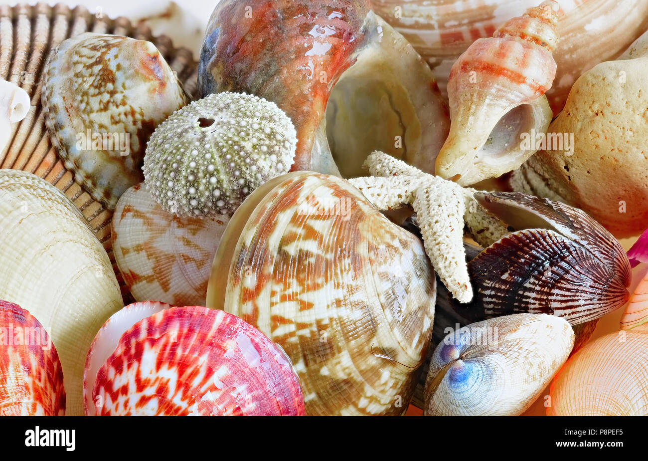shell. sea mollusk Stock Photo - Alamy