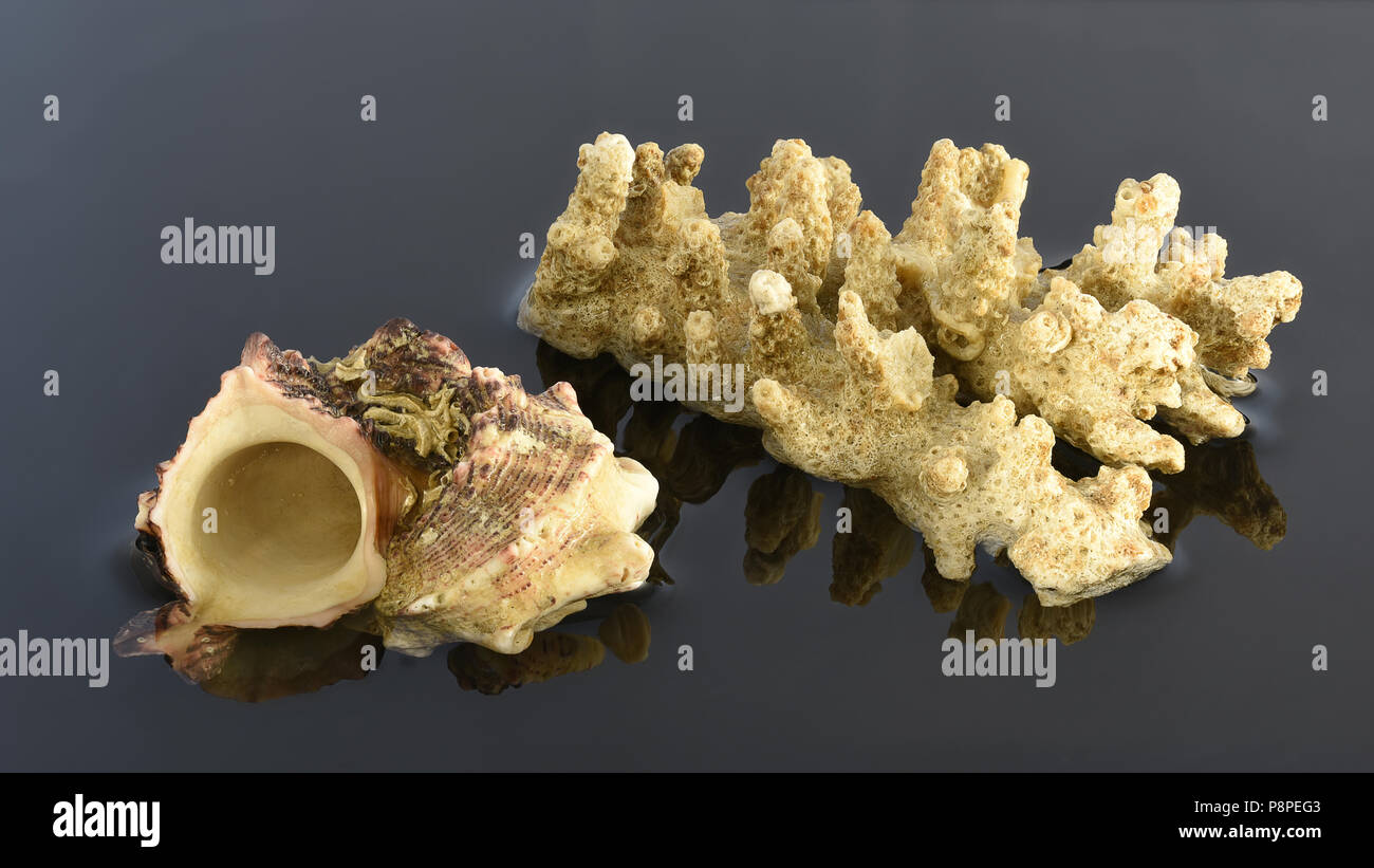 Coral in water hi-res stock photography and images - Alamy