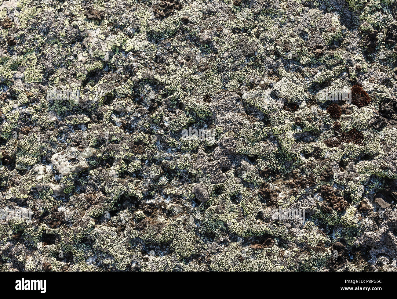 Lichen on stone texture Stock Photo - Alamy