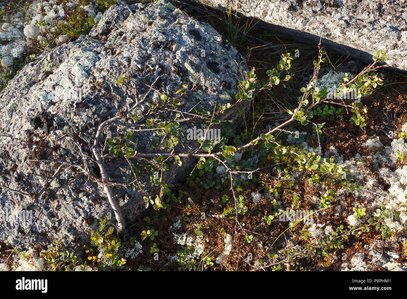 Dwrf hi-res stock photography and images - Alamy