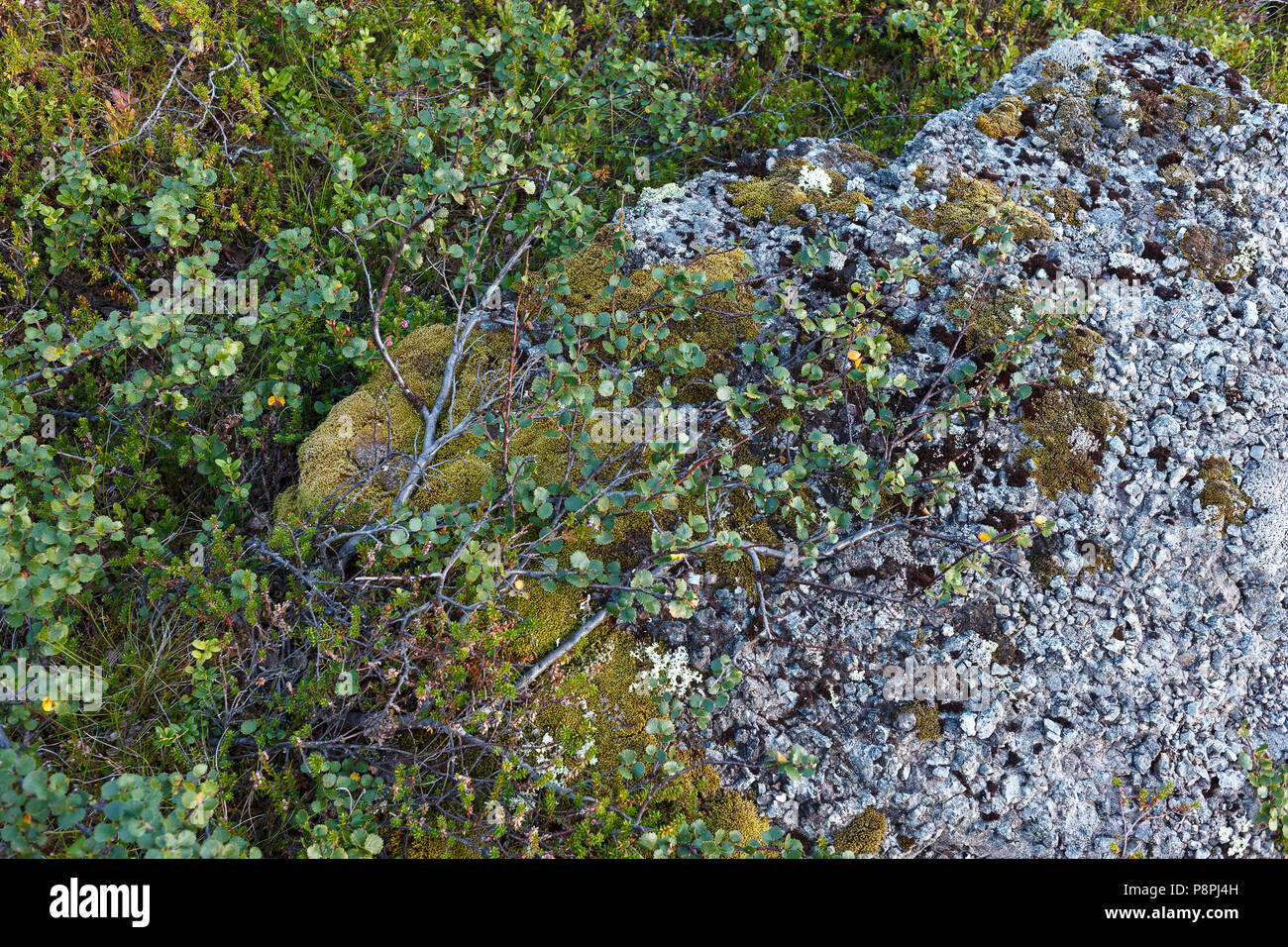Lichen background hi-res stock photography and images - Alamy