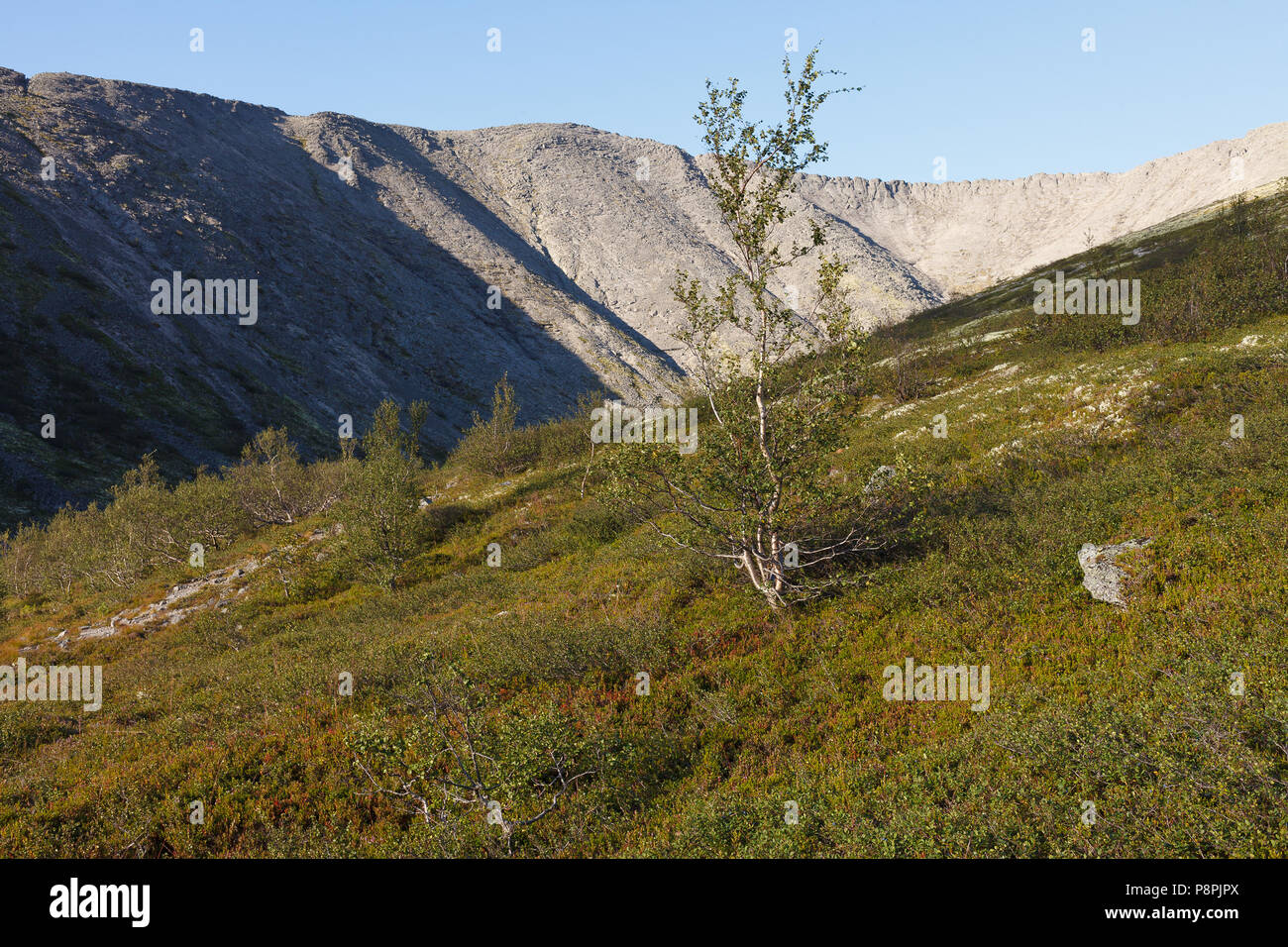 Alaska summer birch forest hi-res stock photography and images - Alamy