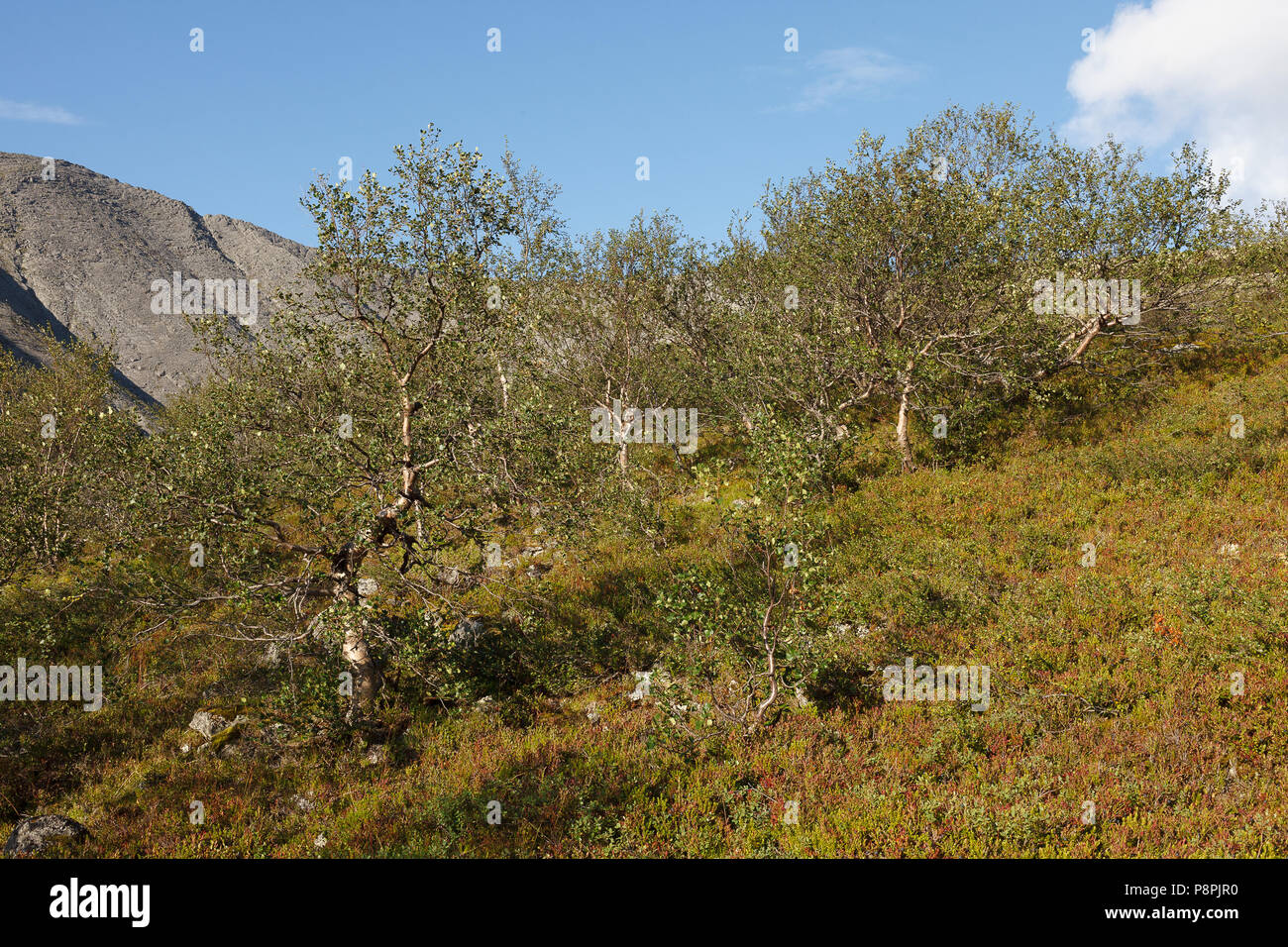 Alaska summer birch forest hi-res stock photography and images - Alamy