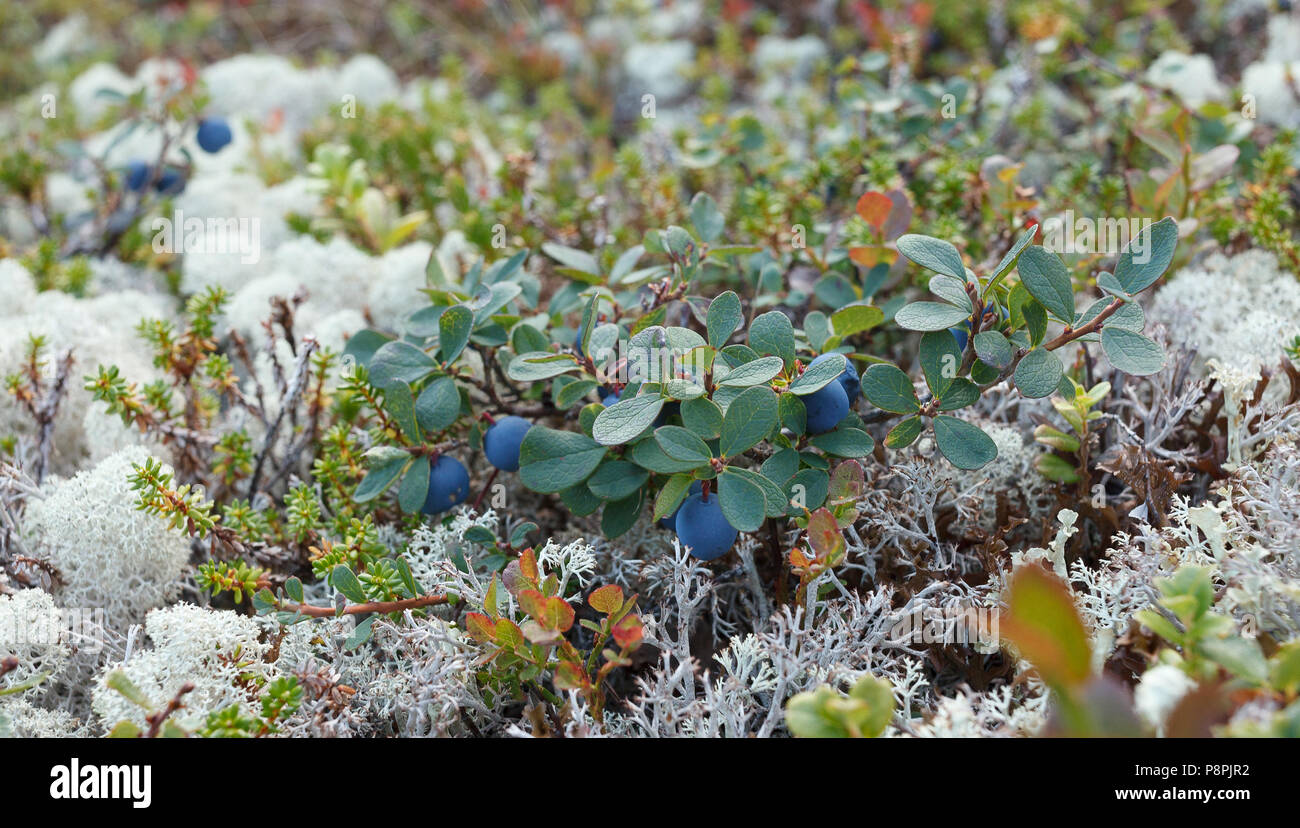 Arctic Blueberries