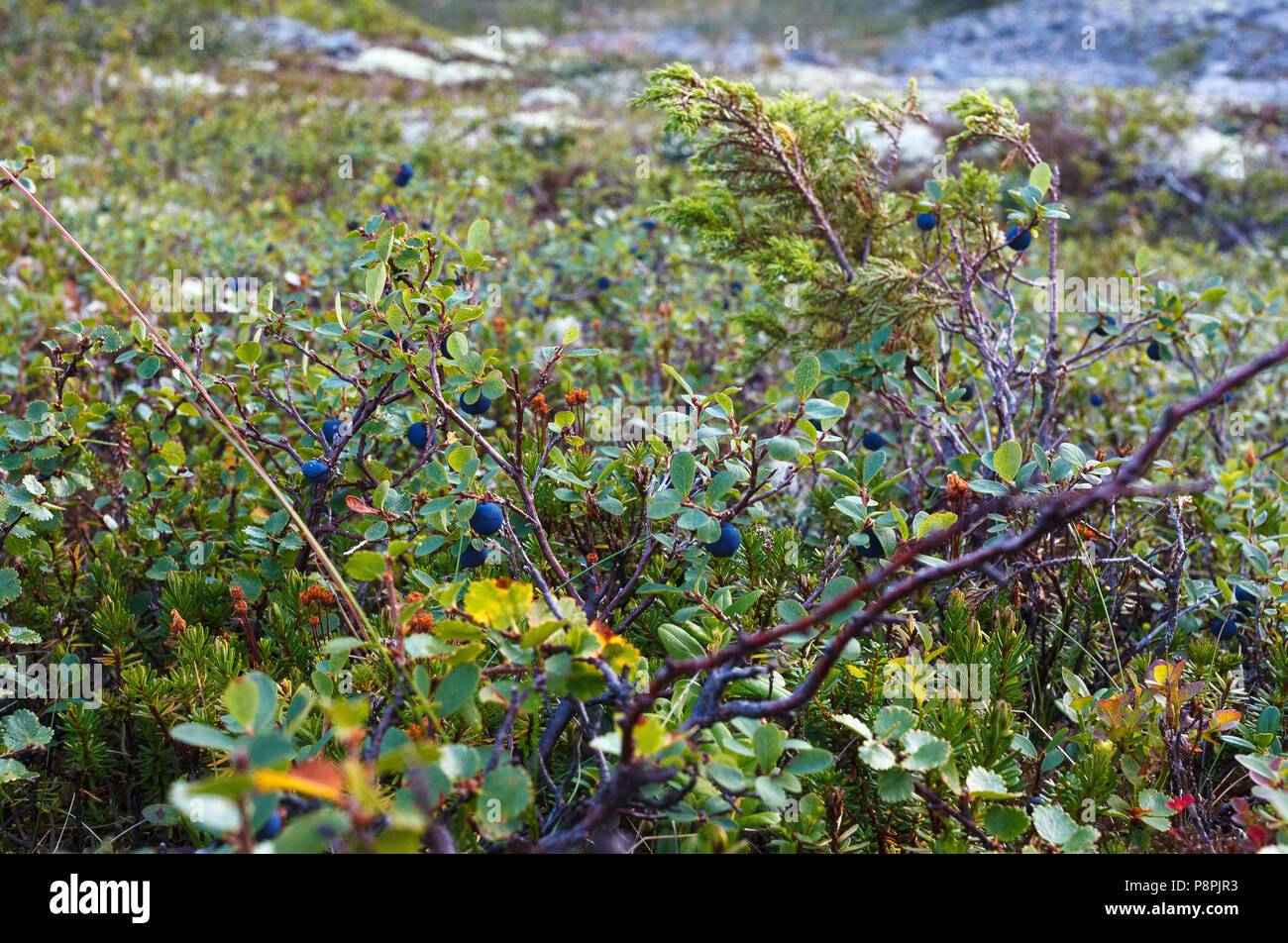 Blueberry bushes in the Arctic Stock Photo - Alamy