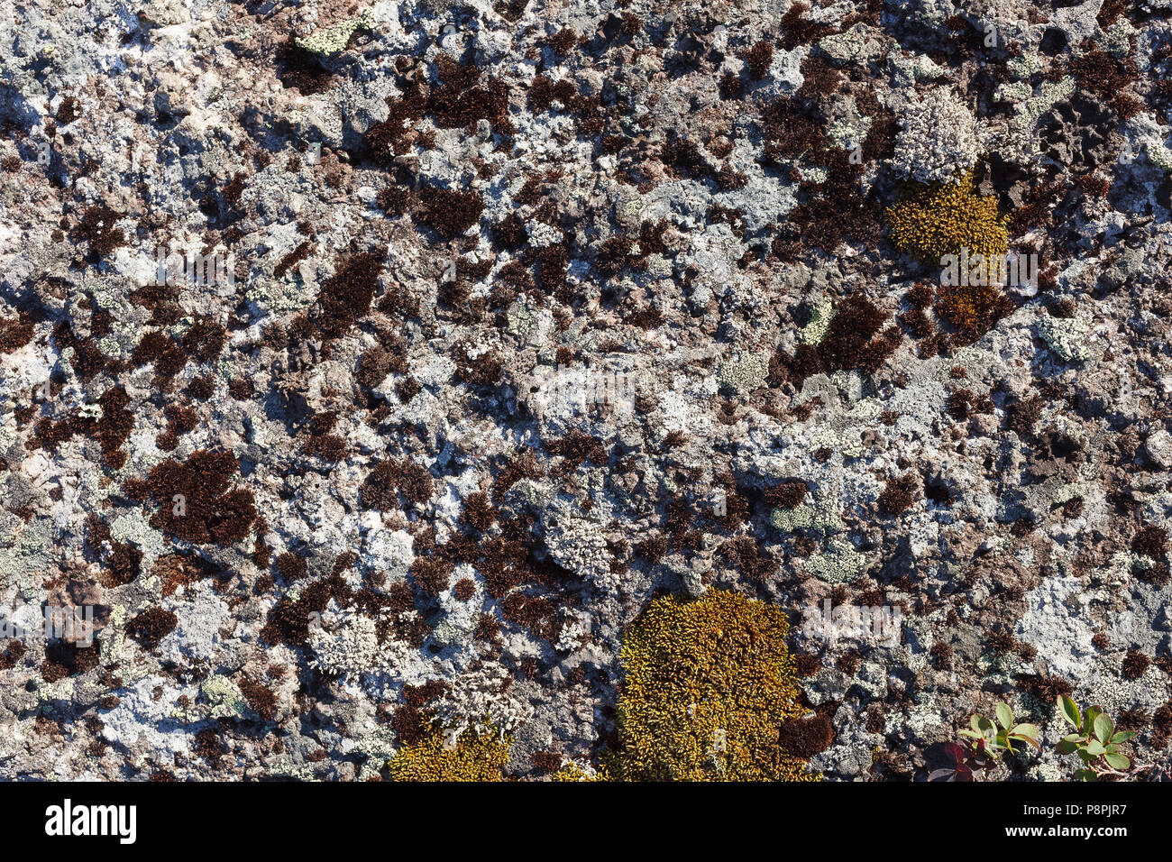 Lichen on stone texure Stock Photo - Alamy