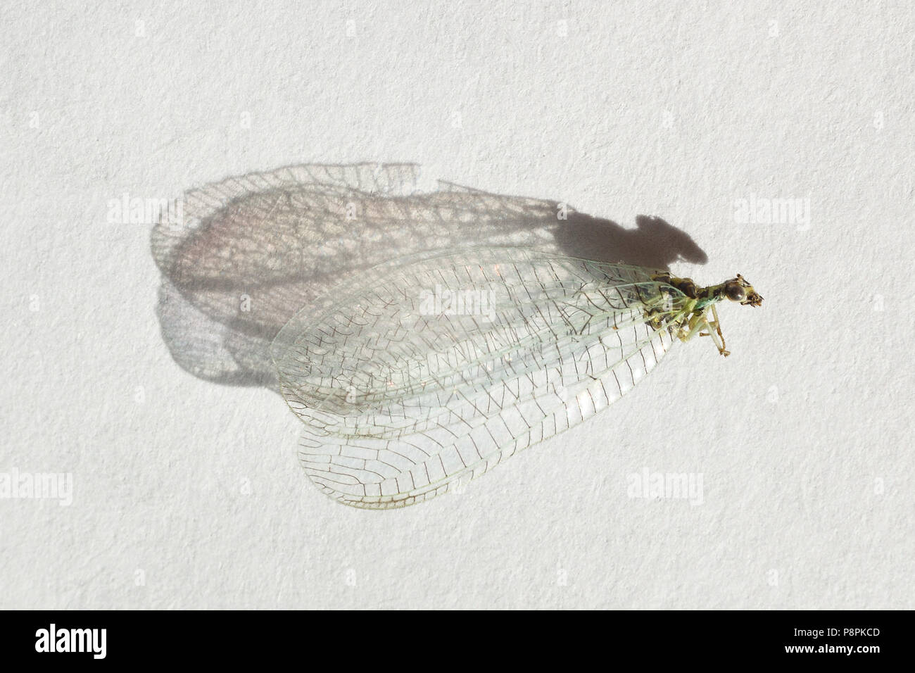 Graceful dead insect on white background whit shadow. Chrysoperla ...