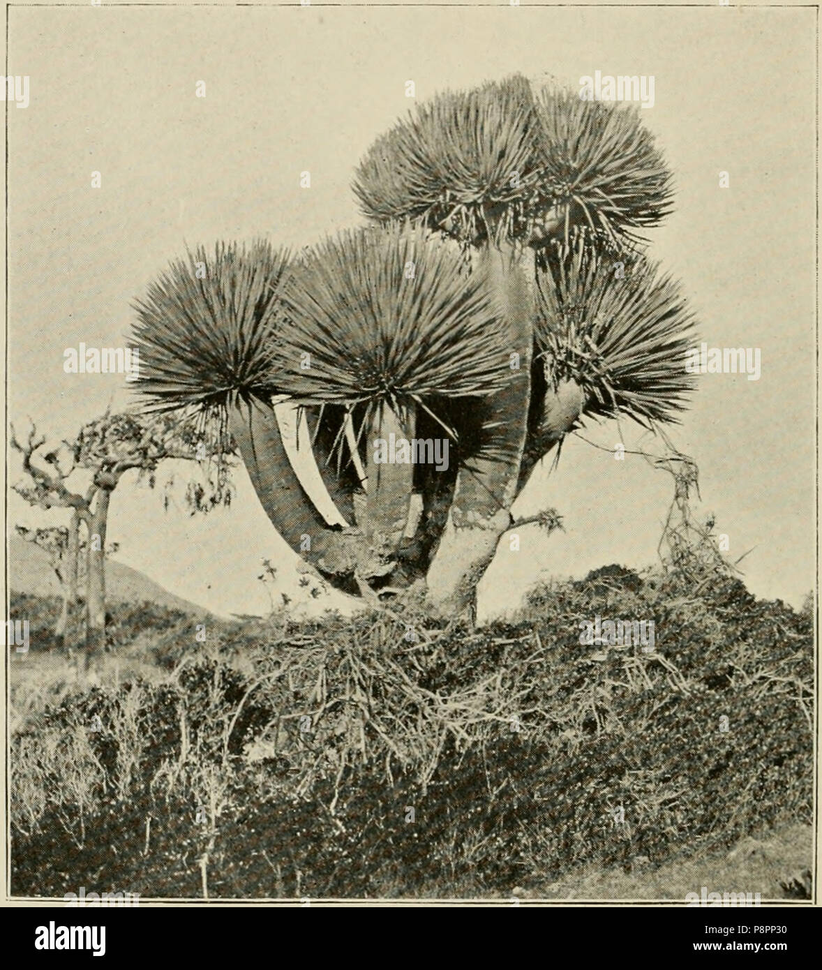 Blood tree hi-res stock photography and images - Alamy
