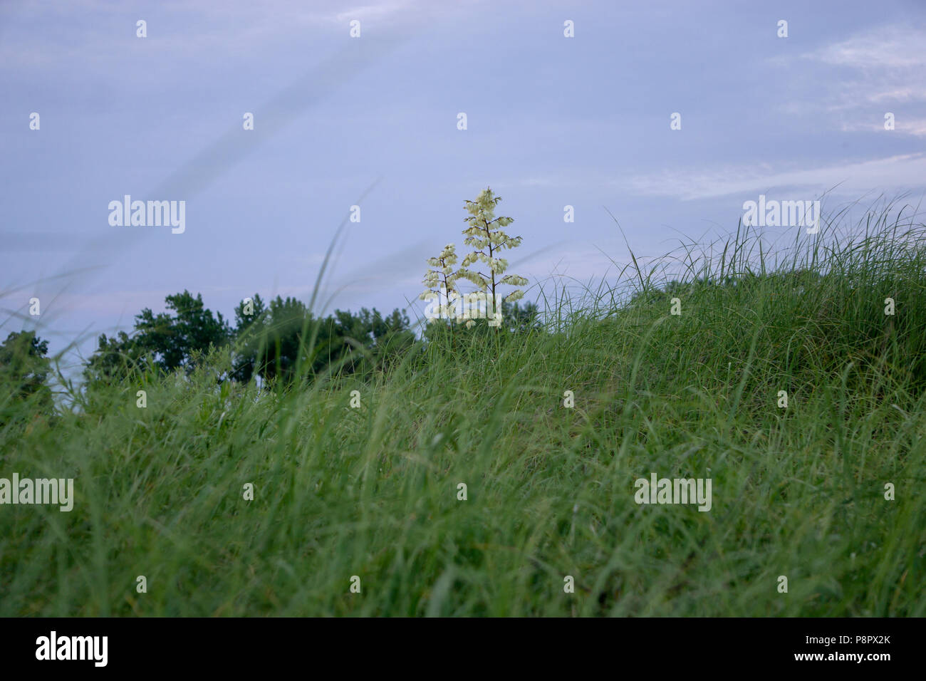Tall tan grass hi-res stock photography and images - Alamy
